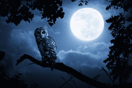 Private credit leads fundraising surge at Blue Owl in Q3 - Alternative ...