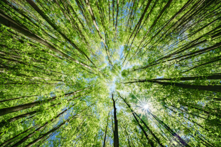 L&G launches private debt funded nature strategy - Alternative Credit ...