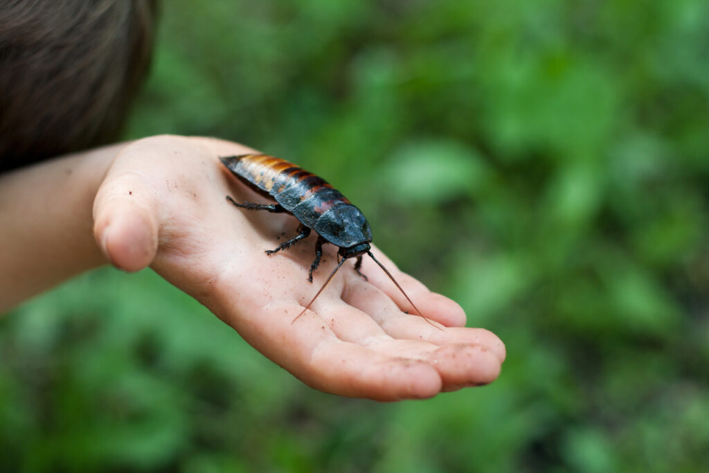 ‘Cockroach’ fears overblown after Tricolor and First Brands fallout ...