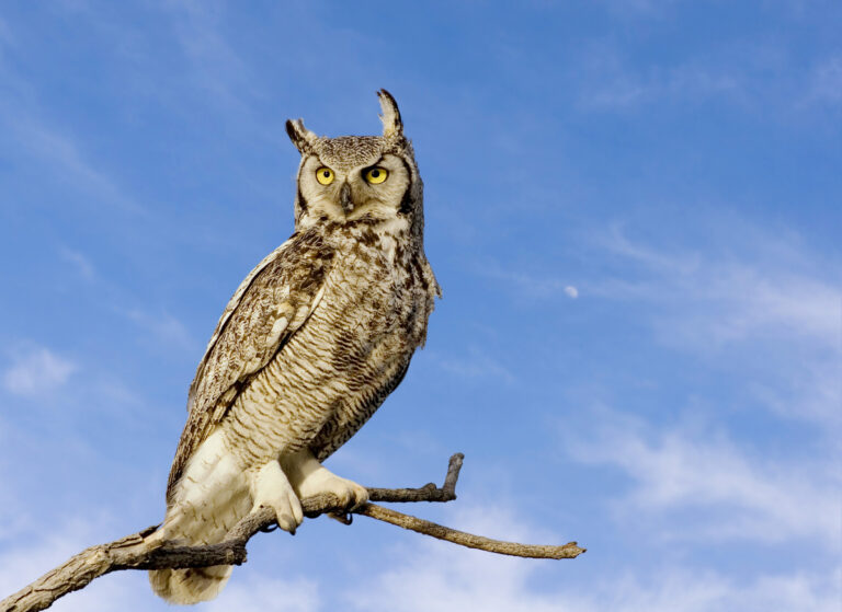 Blue Owl gates retail private credit fund amid redemption pressure ...