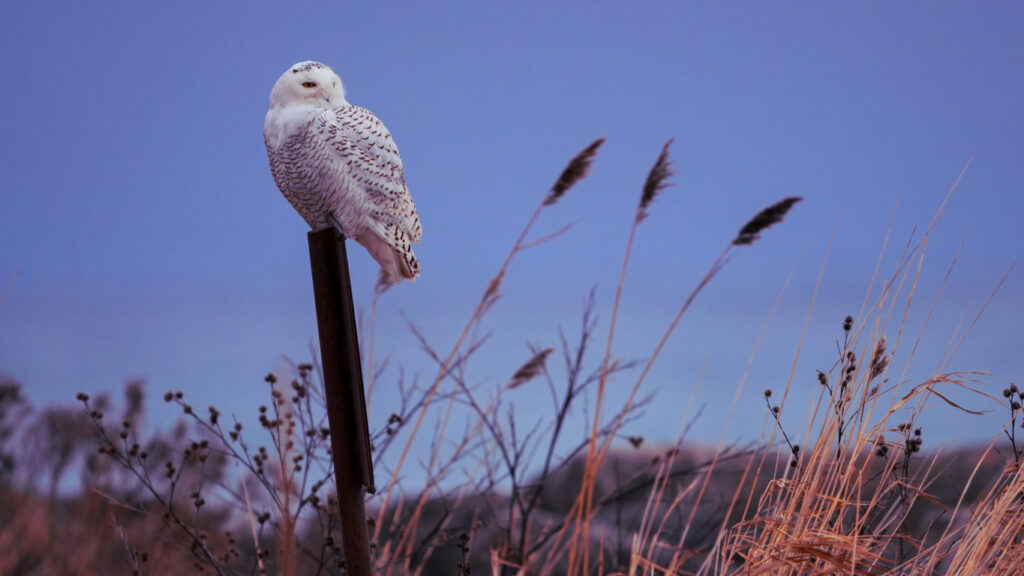 Blue Owl grows AUM and earnings despite wealth jitters - Alternative ...