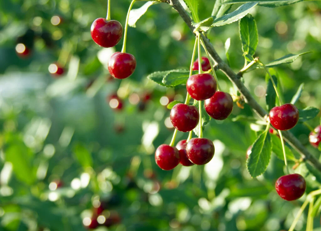 Coller Capital taps Italian wealth market with Cherry Bank partnership ...